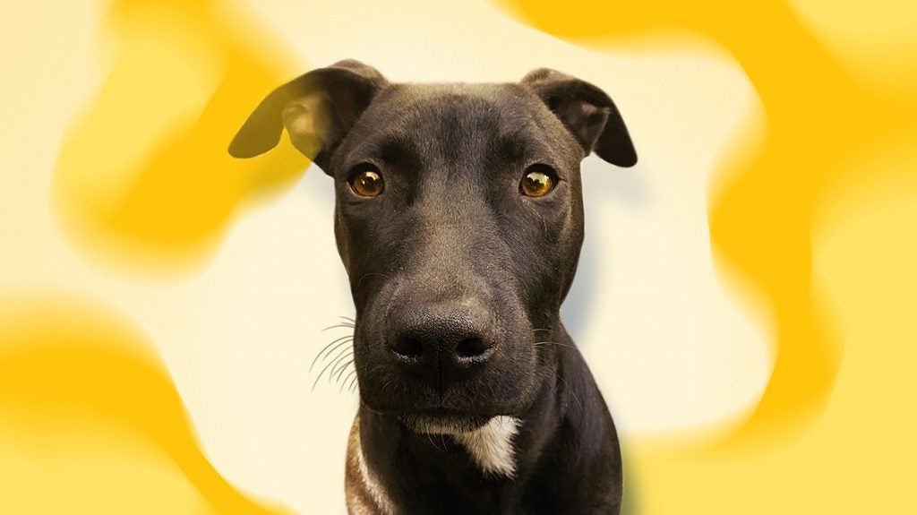 How My Dog Helped Me Understand My OCD | Psych Central