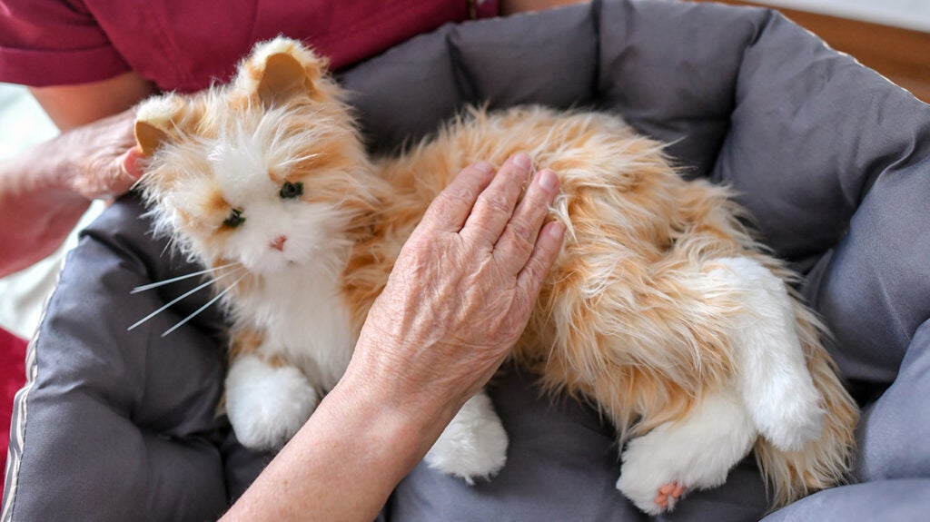 Robotic Pets, Real Comfort? What the Research Says | Psych Central