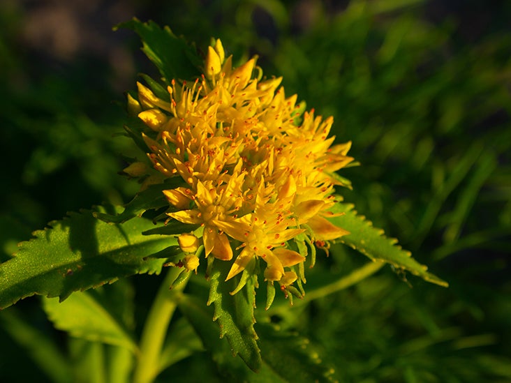 Rhodiola: Benefits, Side Effects, and Uses | Psych Central